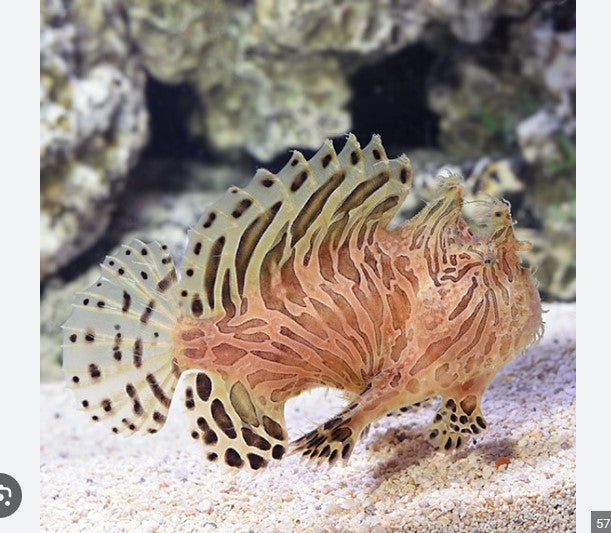 Saltwater Fish – THE EVOLVED FISH