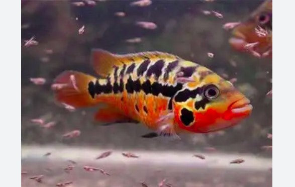 Central American – THE EVOLVED FISH