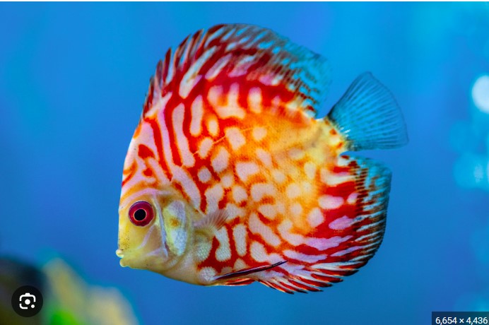 South American – THE EVOLVED FISH