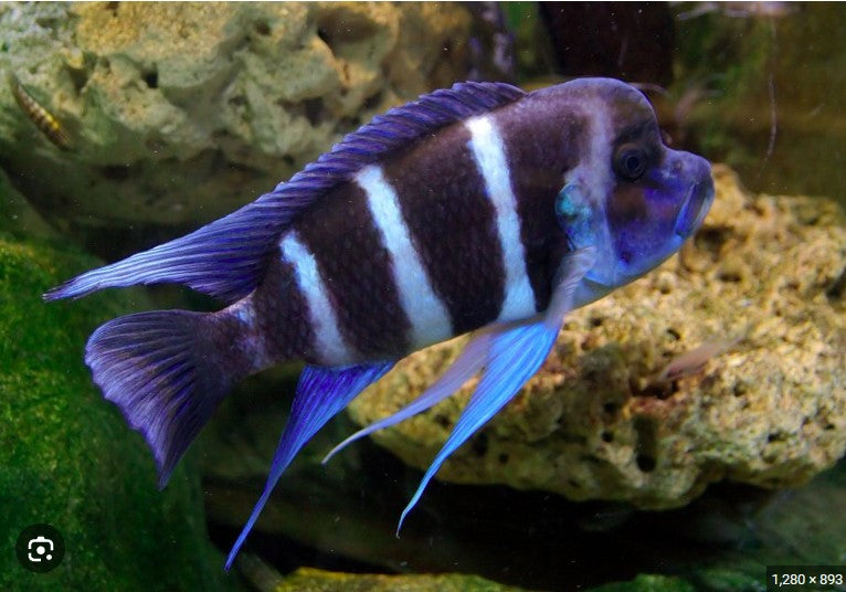 Lake Tanganyika – THE EVOLVED FISH