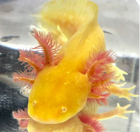 Axolotls – THE EVOLVED FISH