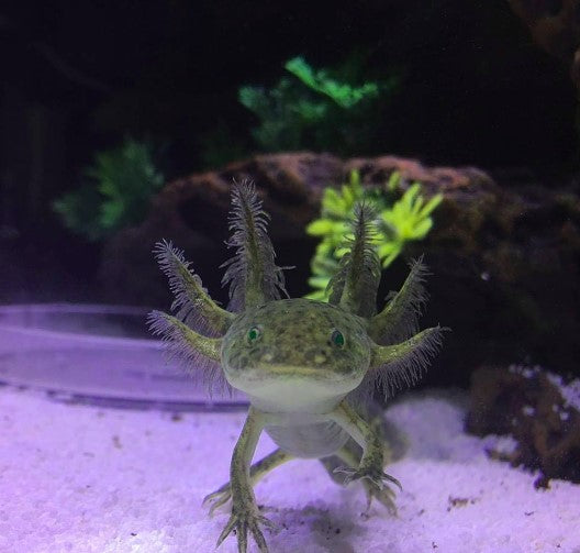 Axolotls – THE EVOLVED FISH