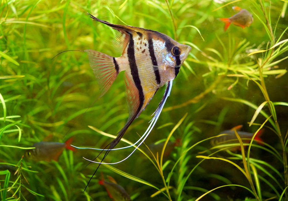 Freshwater Fish – THE EVOLVED FISH