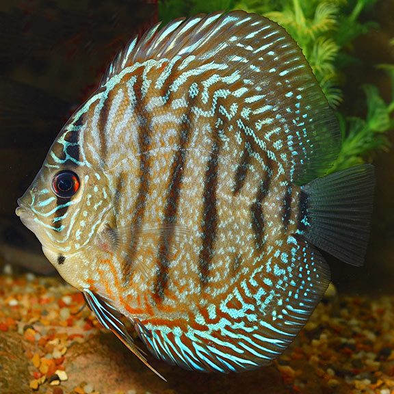 Freshwater Fish – THE EVOLVED FISH