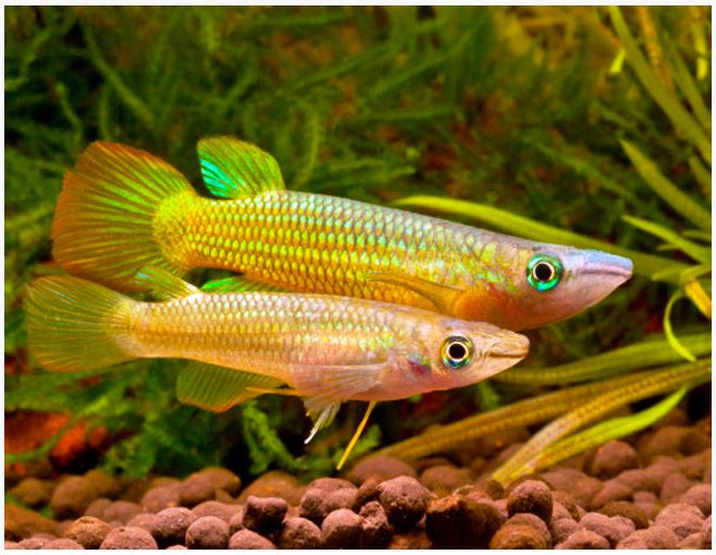 Killifish – THE EVOLVED FISH