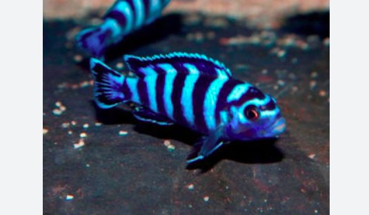 Mbuna – THE EVOLVED FISH