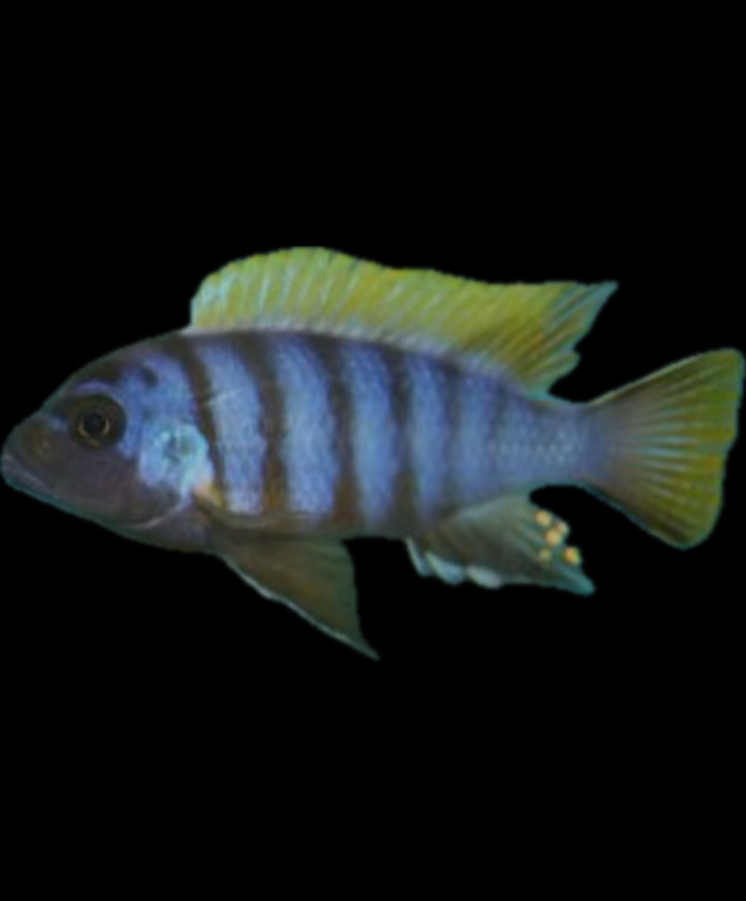 Mbuna – THE EVOLVED FISH