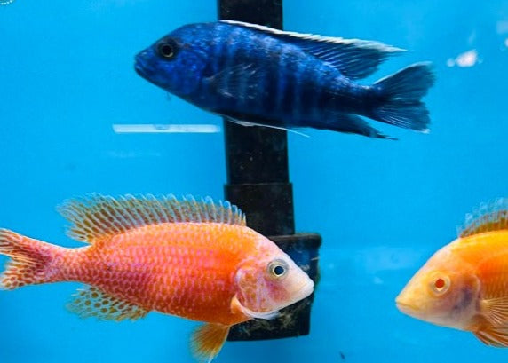 Assorted Peacocks – THE EVOLVED FISH