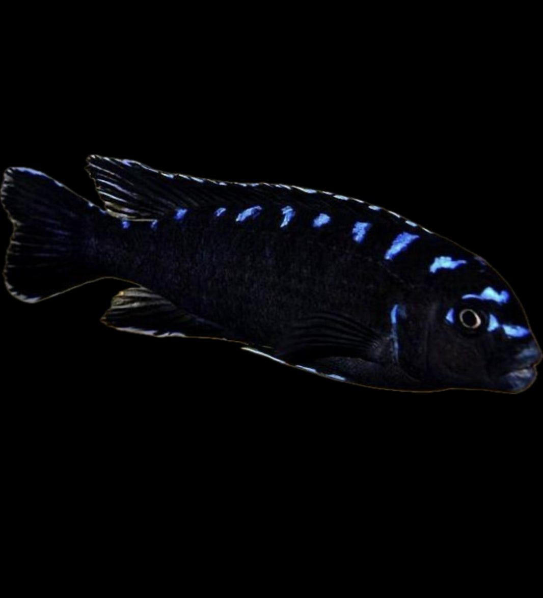 Mbuna – THE EVOLVED FISH