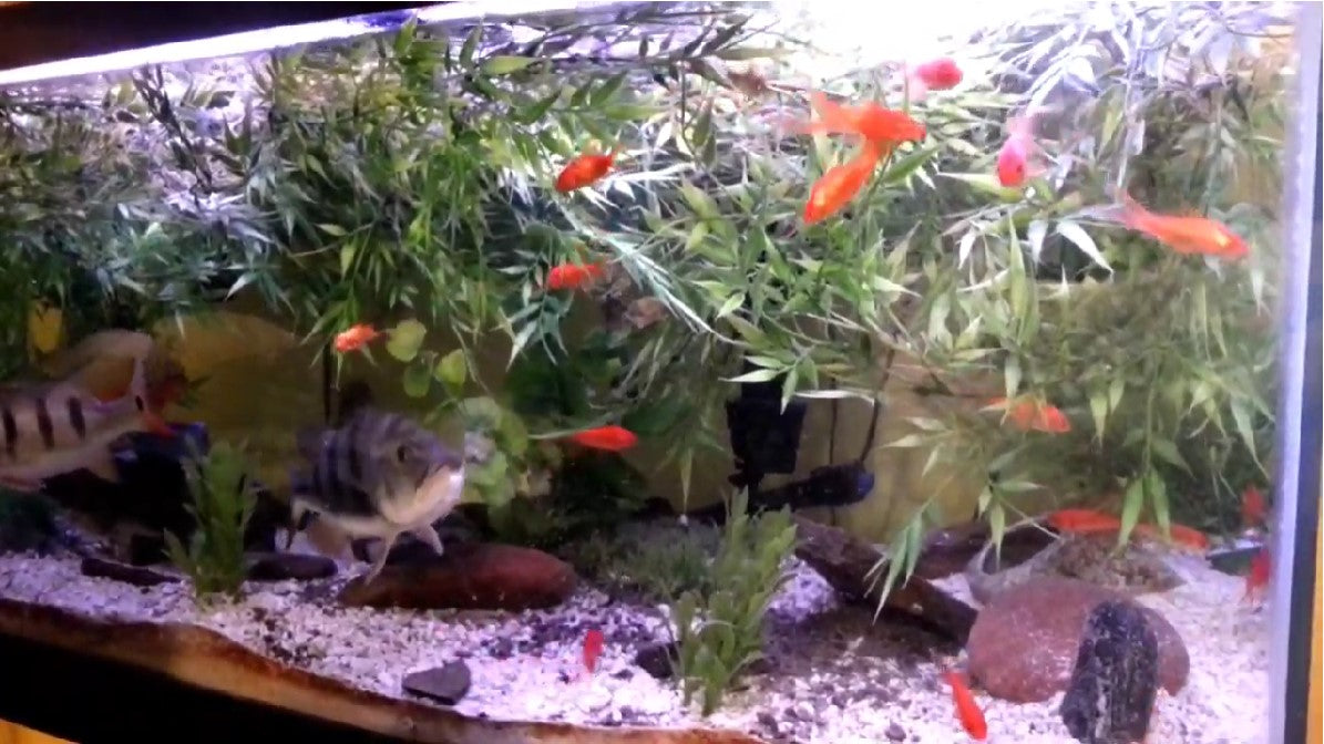 The Evolved Fish – THE EVOLVED FISH