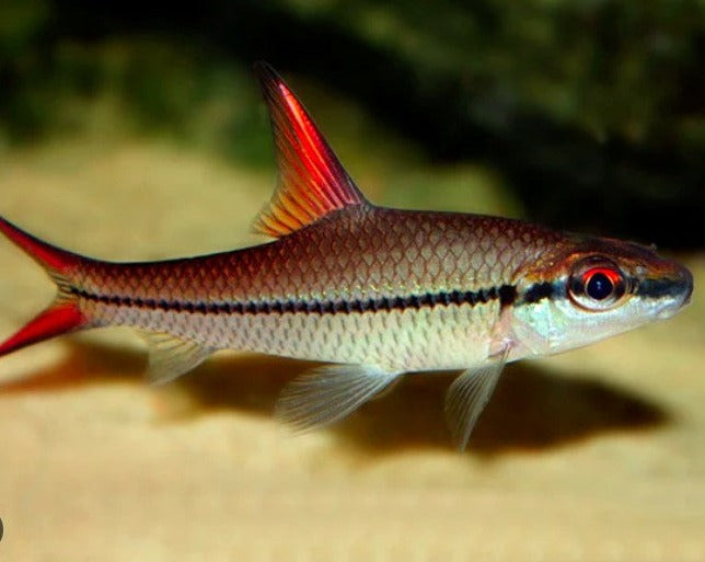 Red Fin Bala Shark – THE EVOLVED FISH