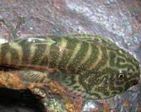 Borneo Sucker Loach – THE EVOLVED FISH