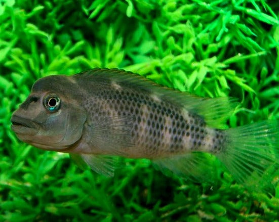 Steatocranus Casuarius "Buffalo Head Cichlid" – THE EVOLVED FISH