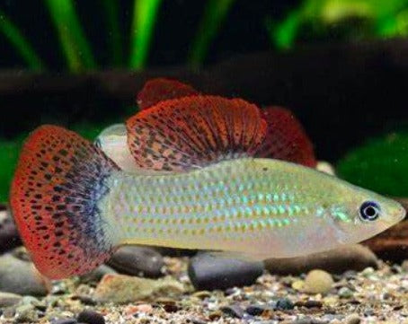 Liberty Molly – THE EVOLVED FISH
