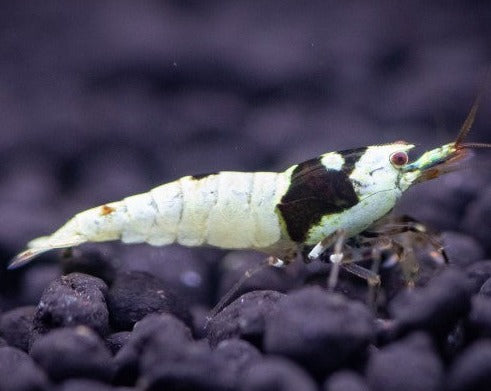 Pure Black Line Shrimp – THE EVOLVED FISH